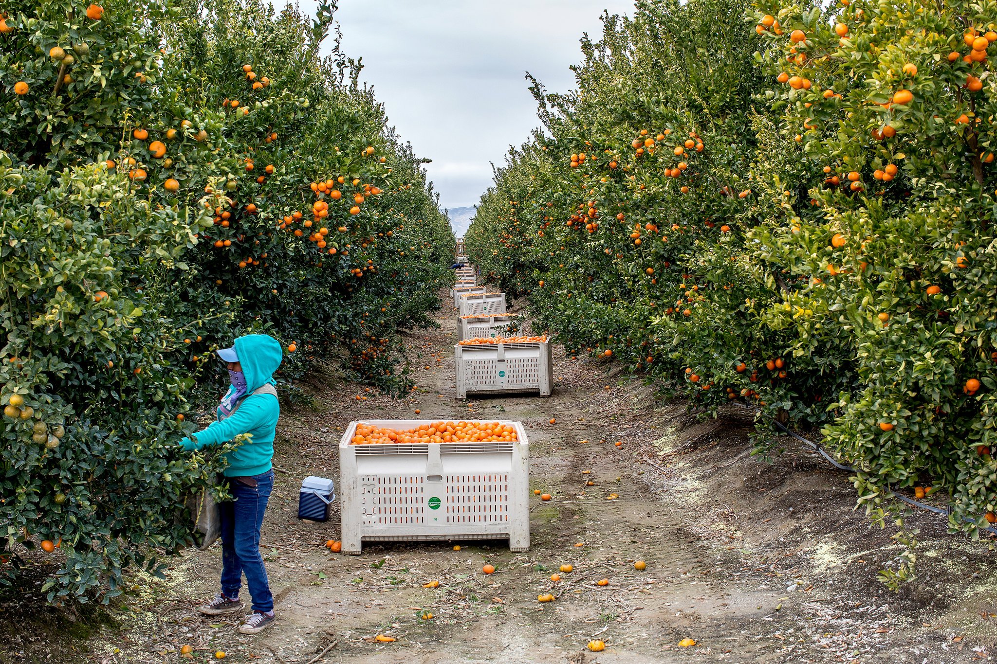Citrus USA * United Farmers Group