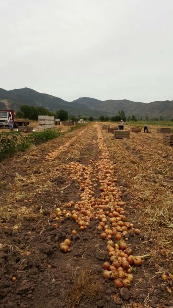 Gallery * United Farmers Group