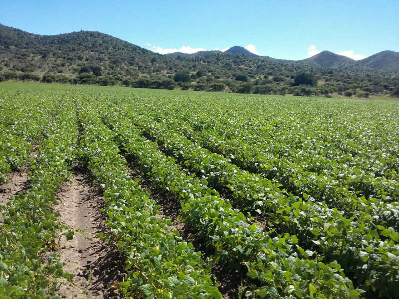 Home * United Farmers Group